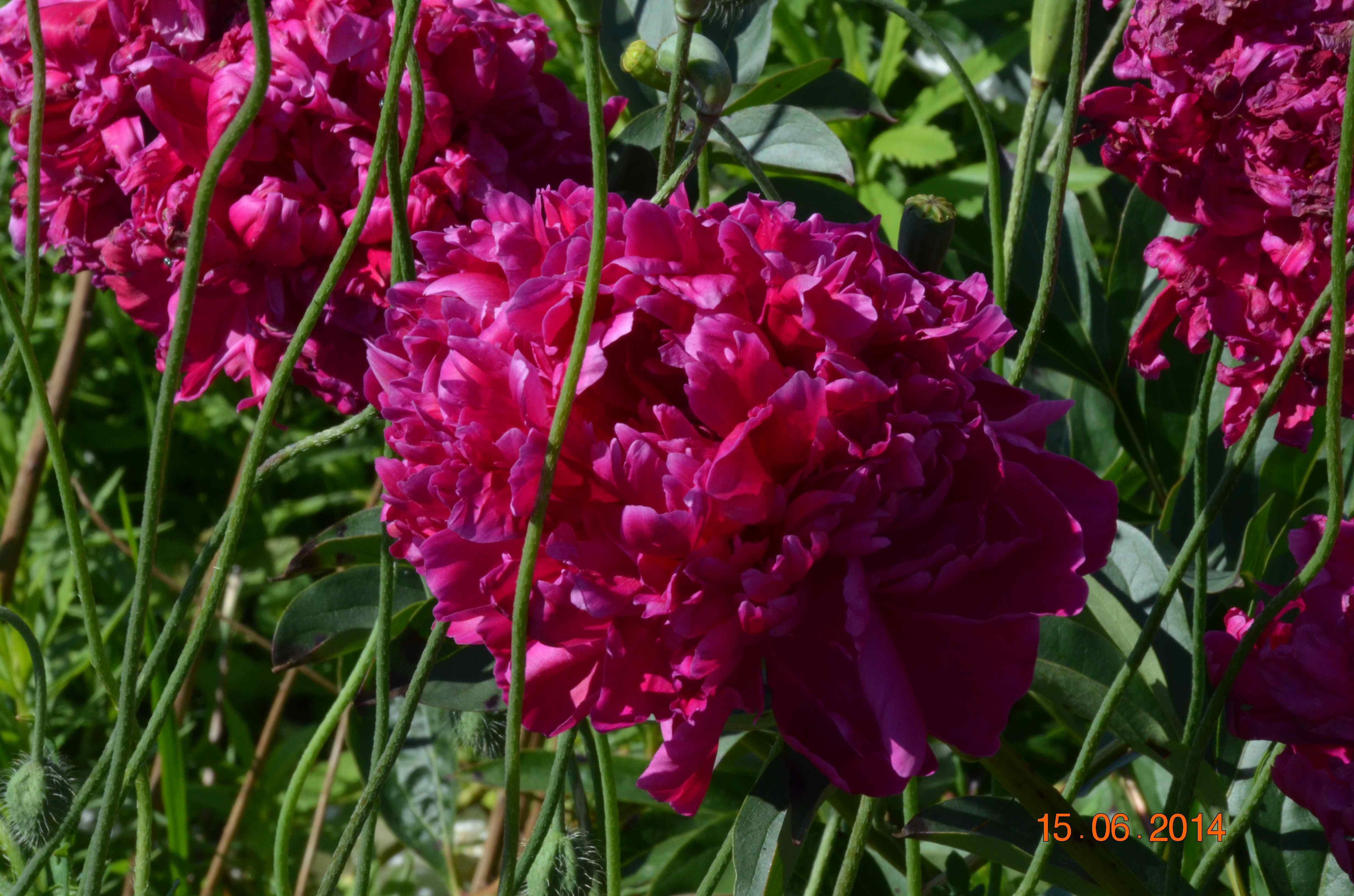 Strauchpäonie – Adolphe Rousseau | Karnitz Garden